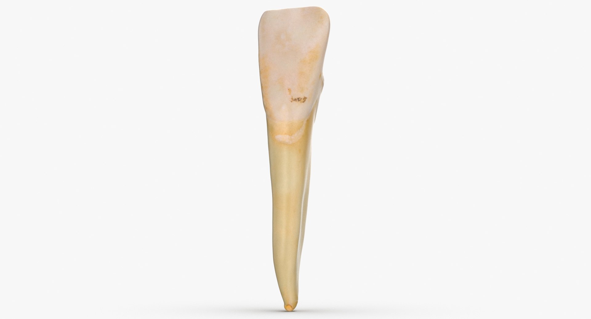 Incisor Lower Jaw 03 3D Model - TurboSquid 1515365