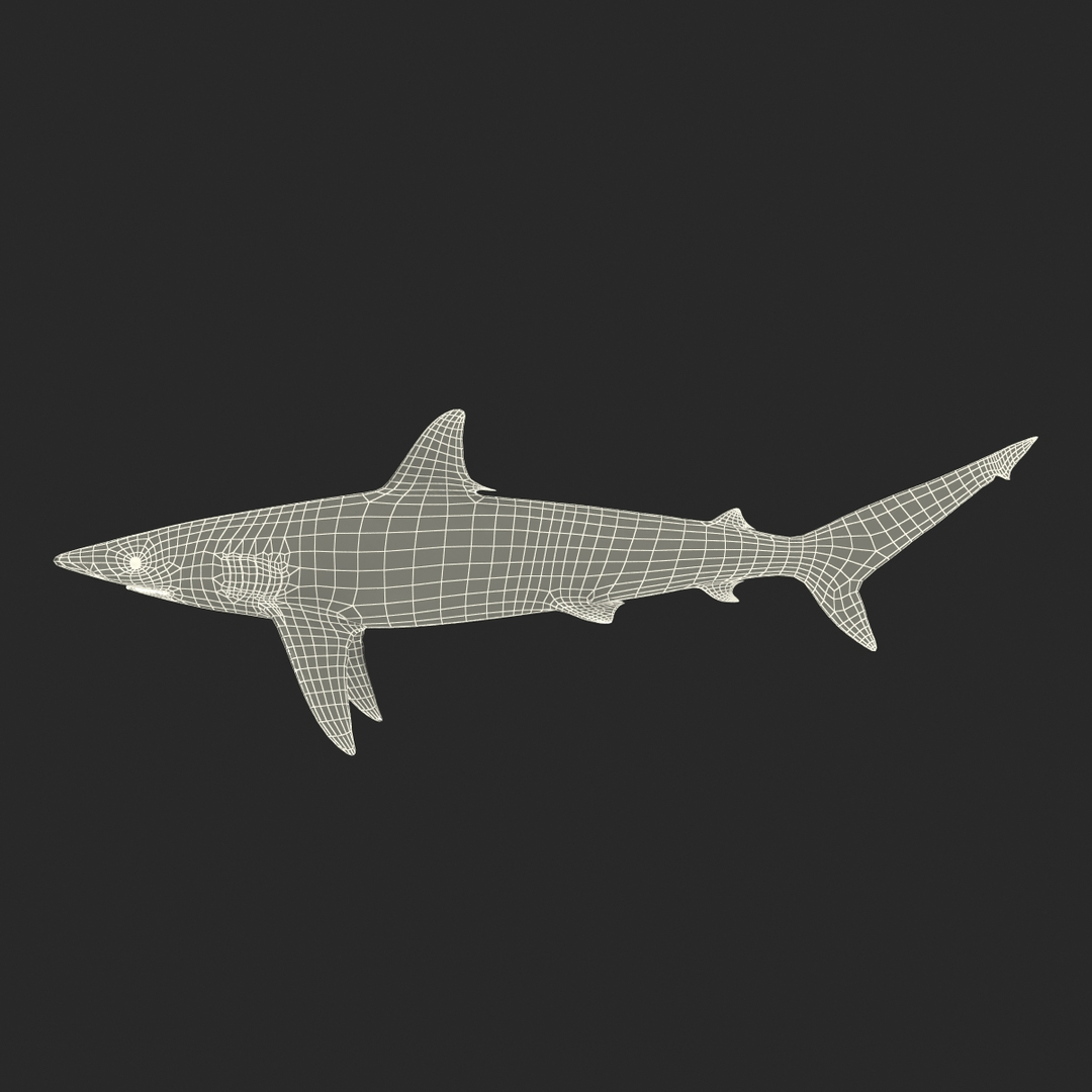 Ma Spinner Shark Rigged