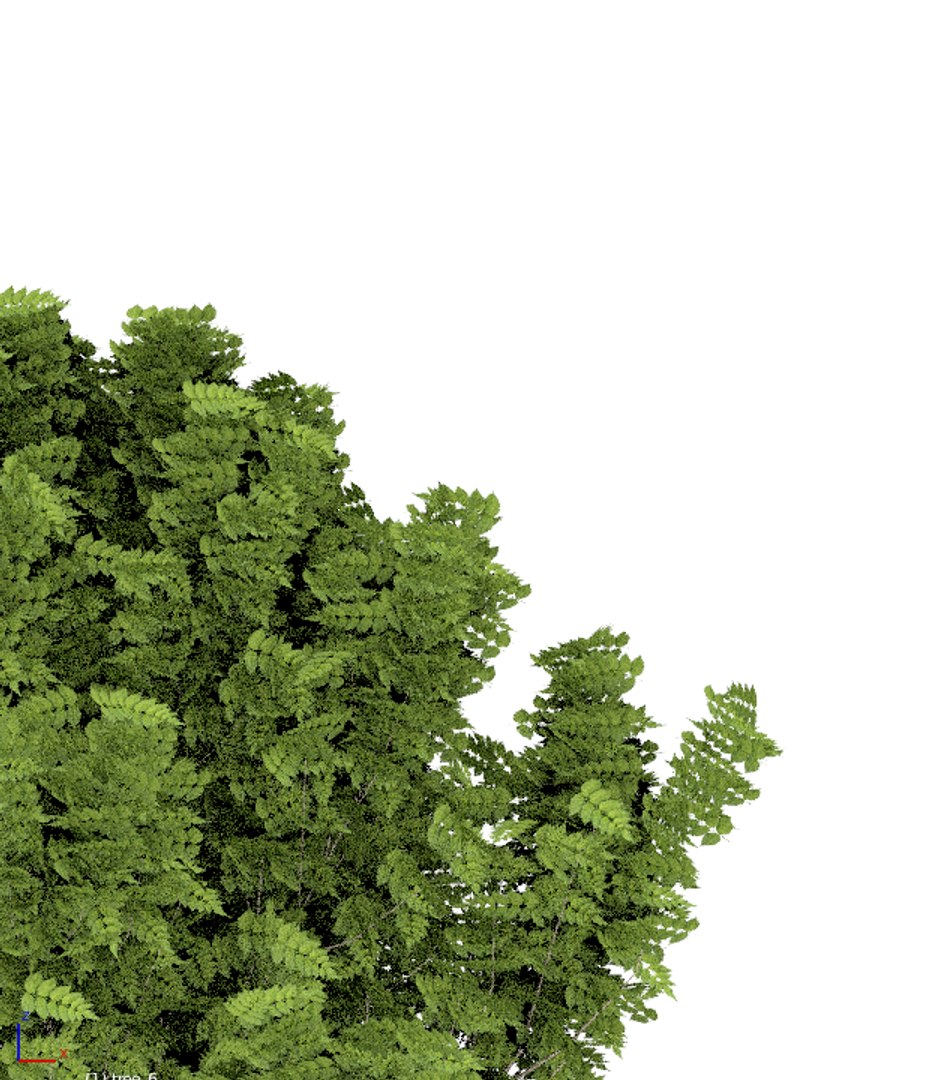 3D Black Ash Tree - TurboSquid 1155232