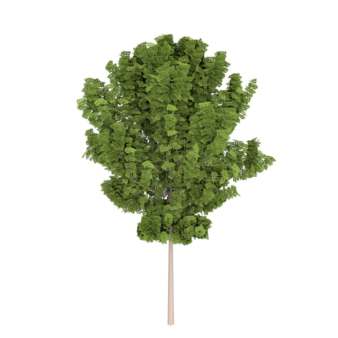 3D Black Ash Tree - TurboSquid 1155232