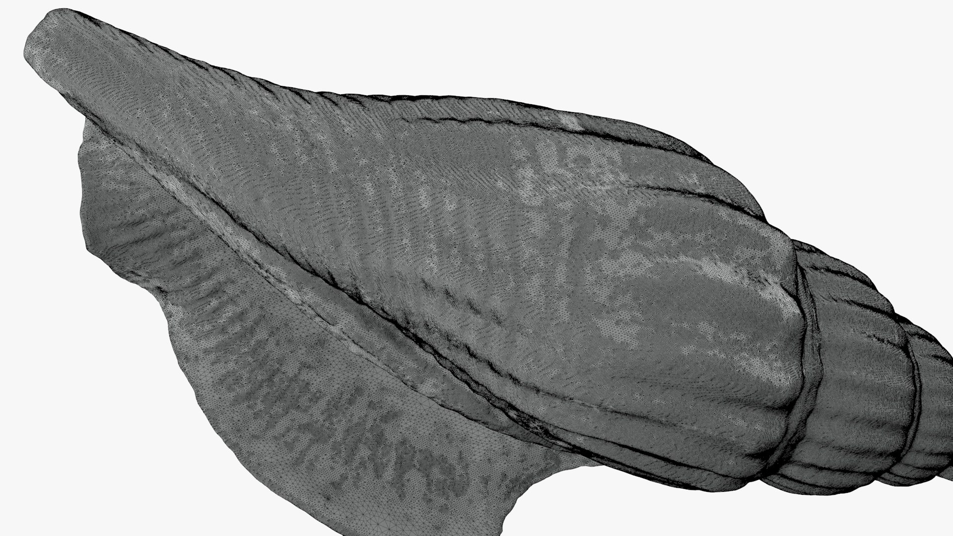 3D Model Doxander Vittatus For 3D Print - TurboSquid 2362100