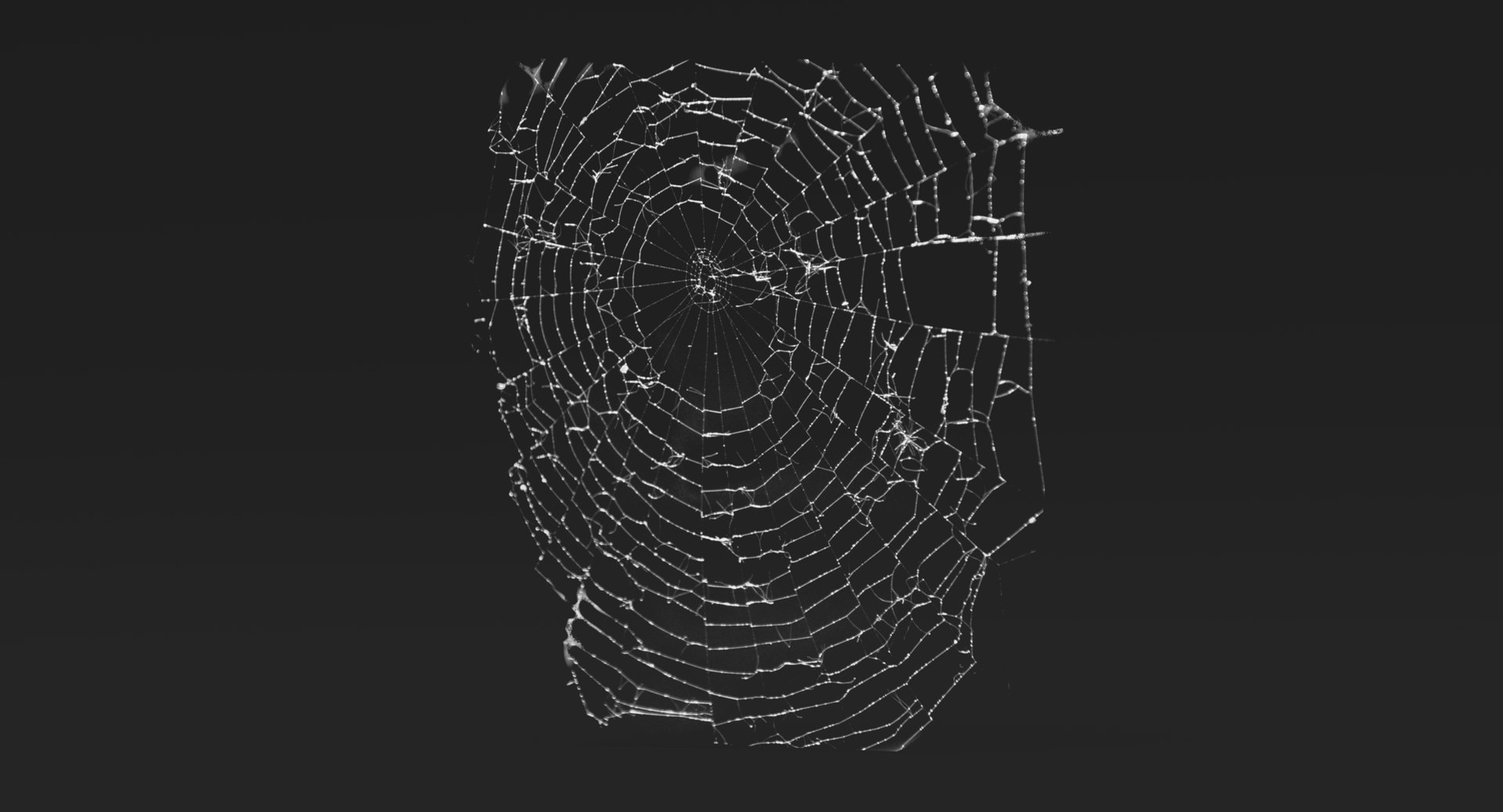 3D Spider Web Spiderweb - TurboSquid 1178397