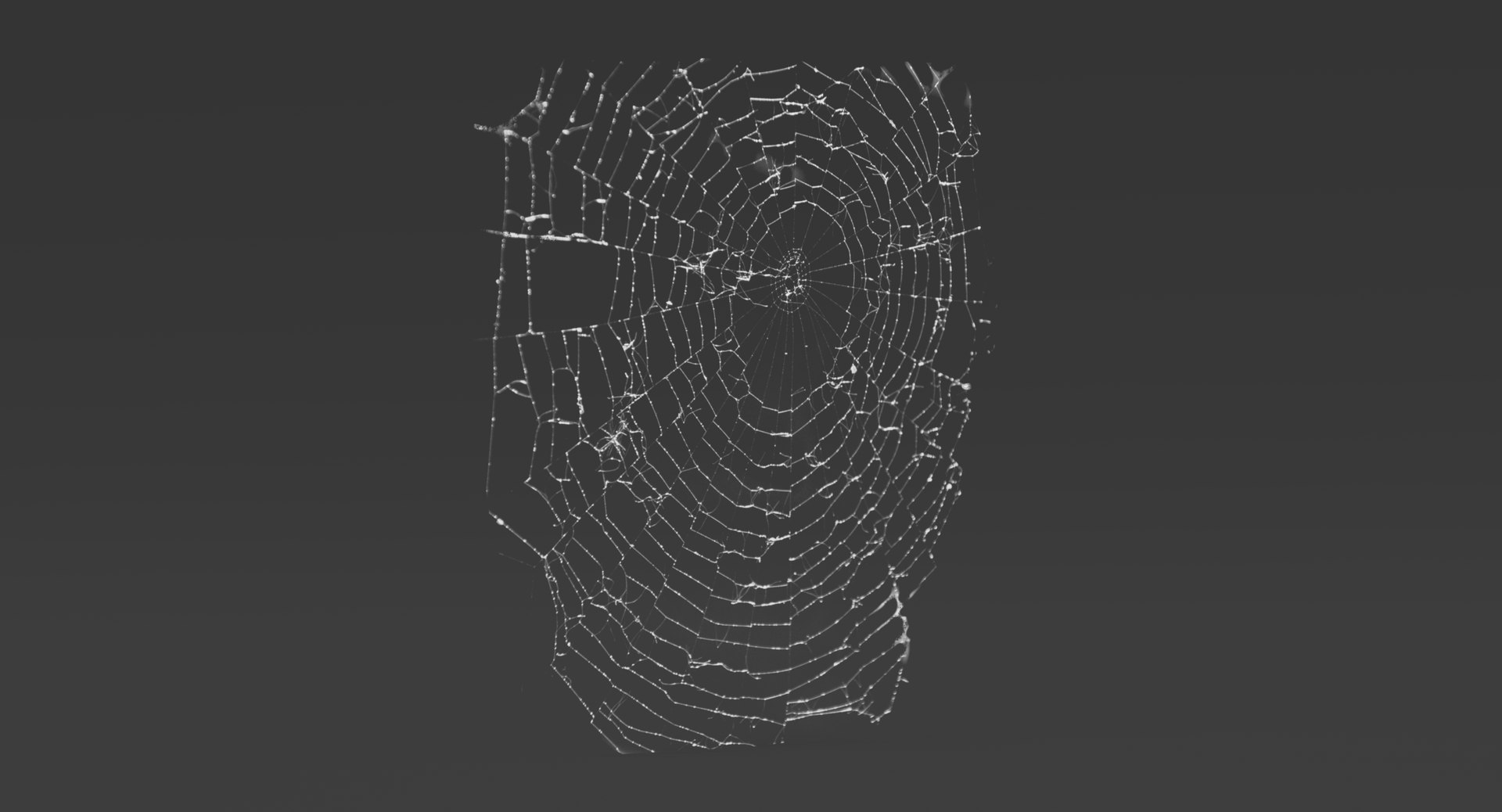 3D Spider Web Spiderweb - TurboSquid 1178397