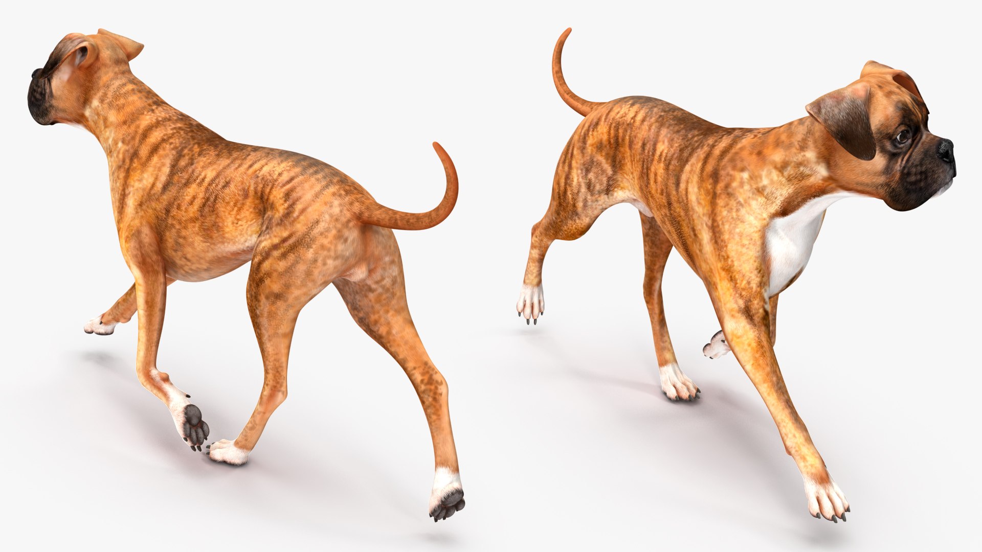 Running Dog Boxer Tiger Colored Model - TurboSquid 2249635