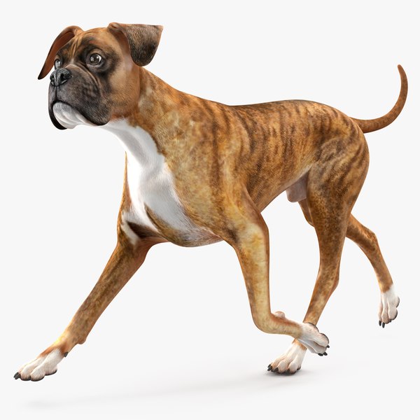 modelo 3d Perro Corriendo Boxer Tigre De Colores - TurboSquid 2249635