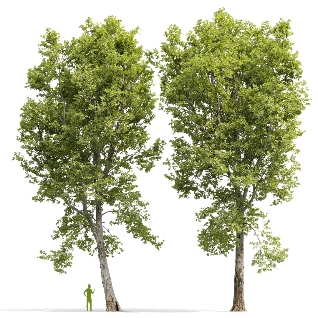 Plane-tree Sycamore Platanus V16 3D - TurboSquid 1993580