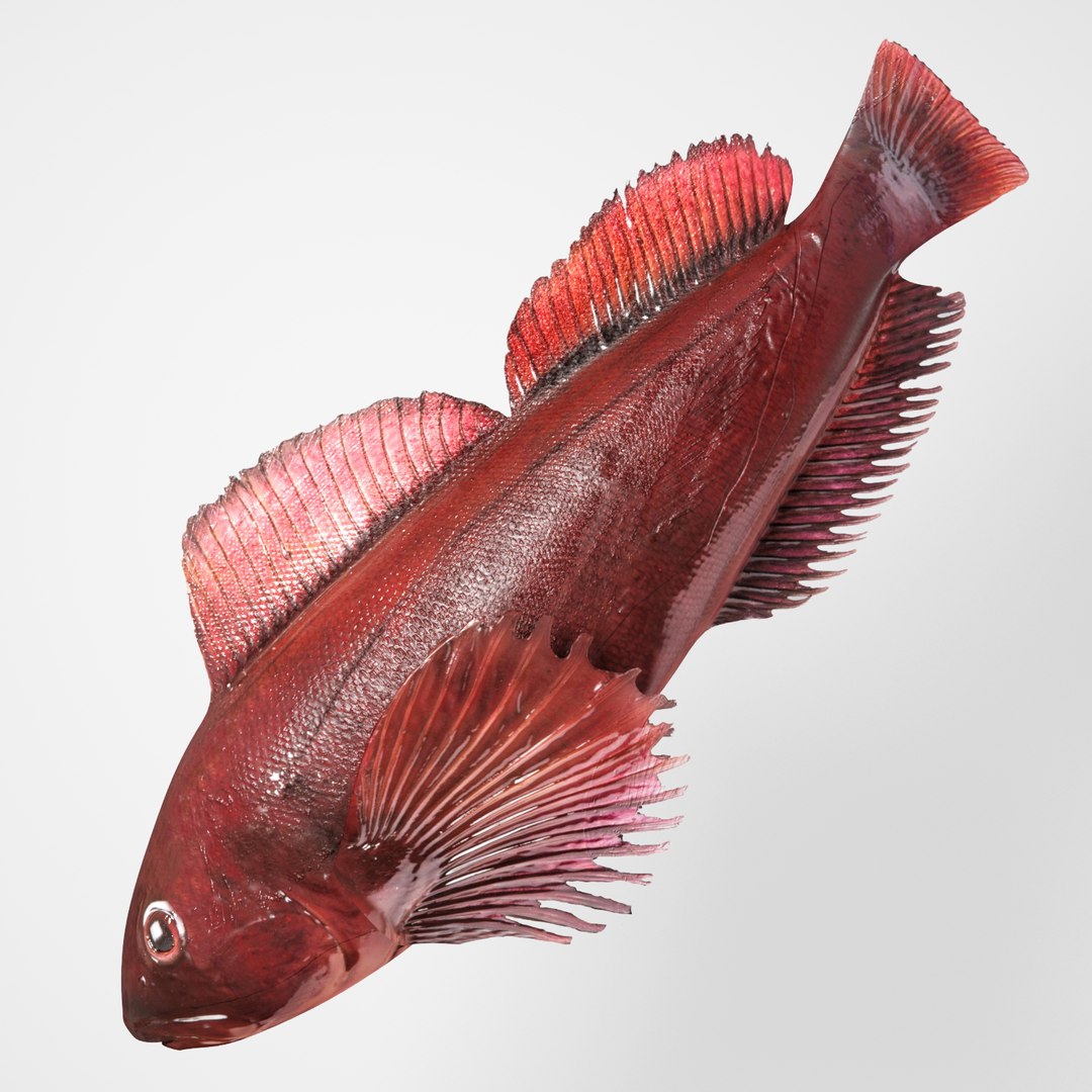 Rasp fish 3D model - TurboSquid 1368472