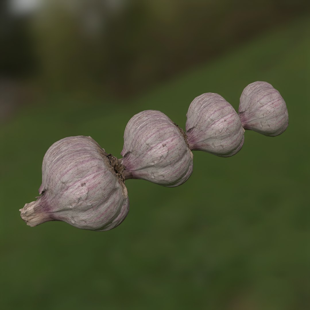 3D Model Realistic Garlic - TurboSquid 1545672