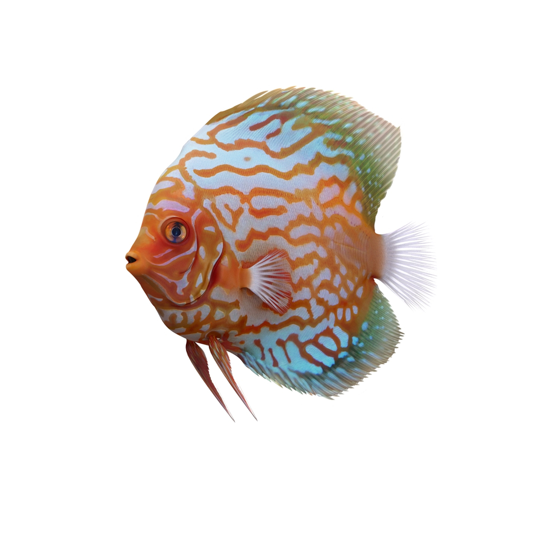 3d Model Symphysodon Fish Rigged