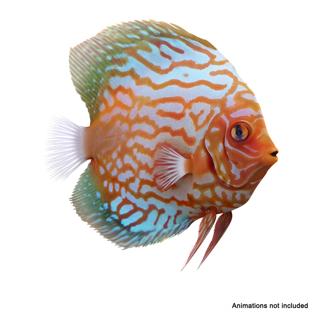 3d Model Symphysodon Fish Rigged