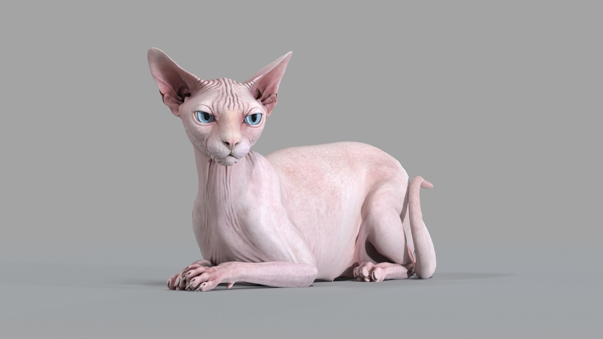 Sphynx cat lying model - TurboSquid 1667794