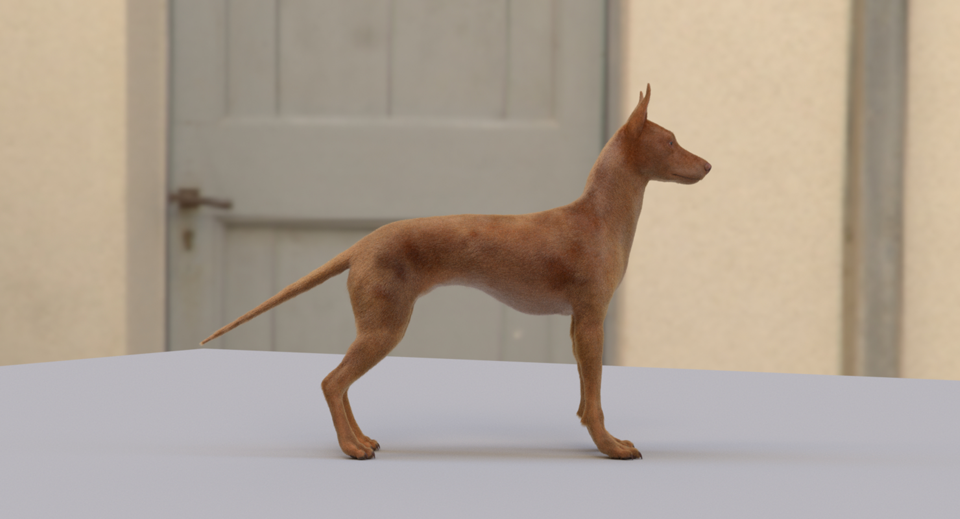 3D Arnold Pharaoh Hound Rigging Model - TurboSquid 1296906