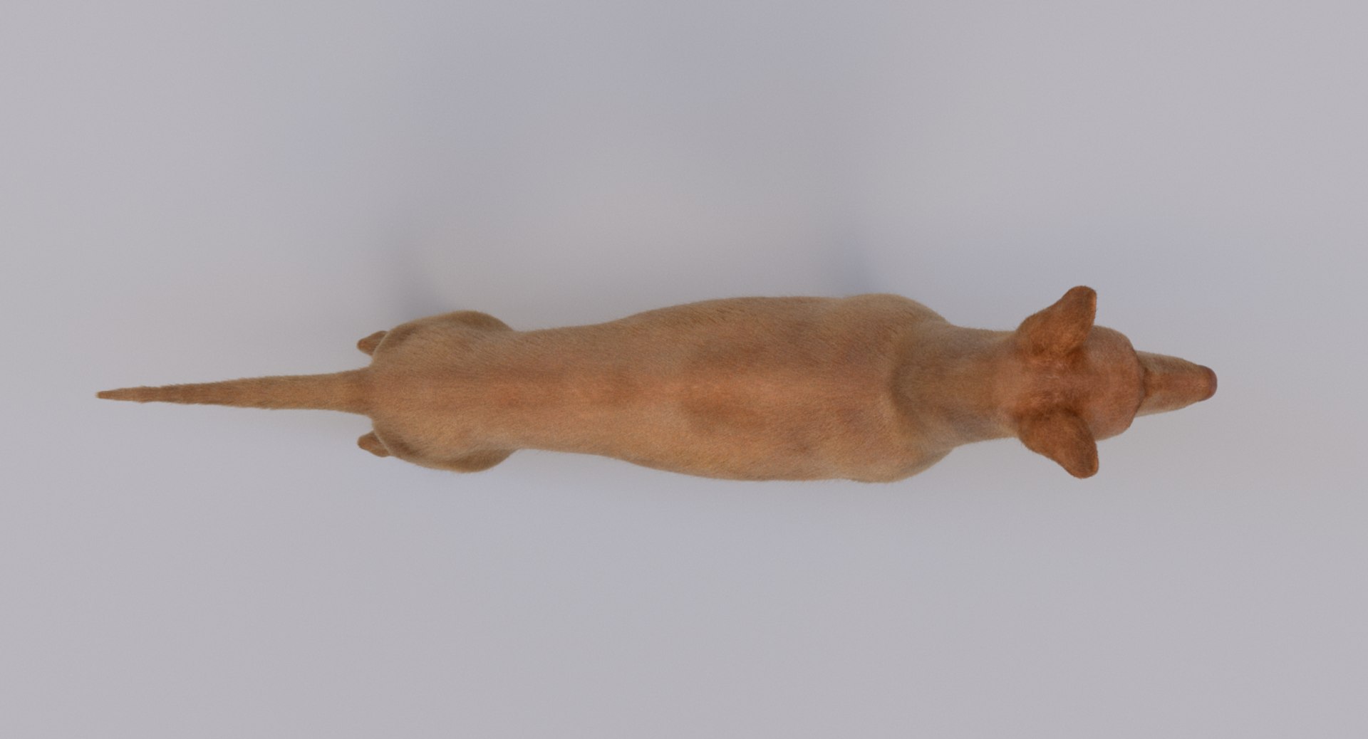 3D Arnold Pharaoh Hound Rigging Model - TurboSquid 1296906