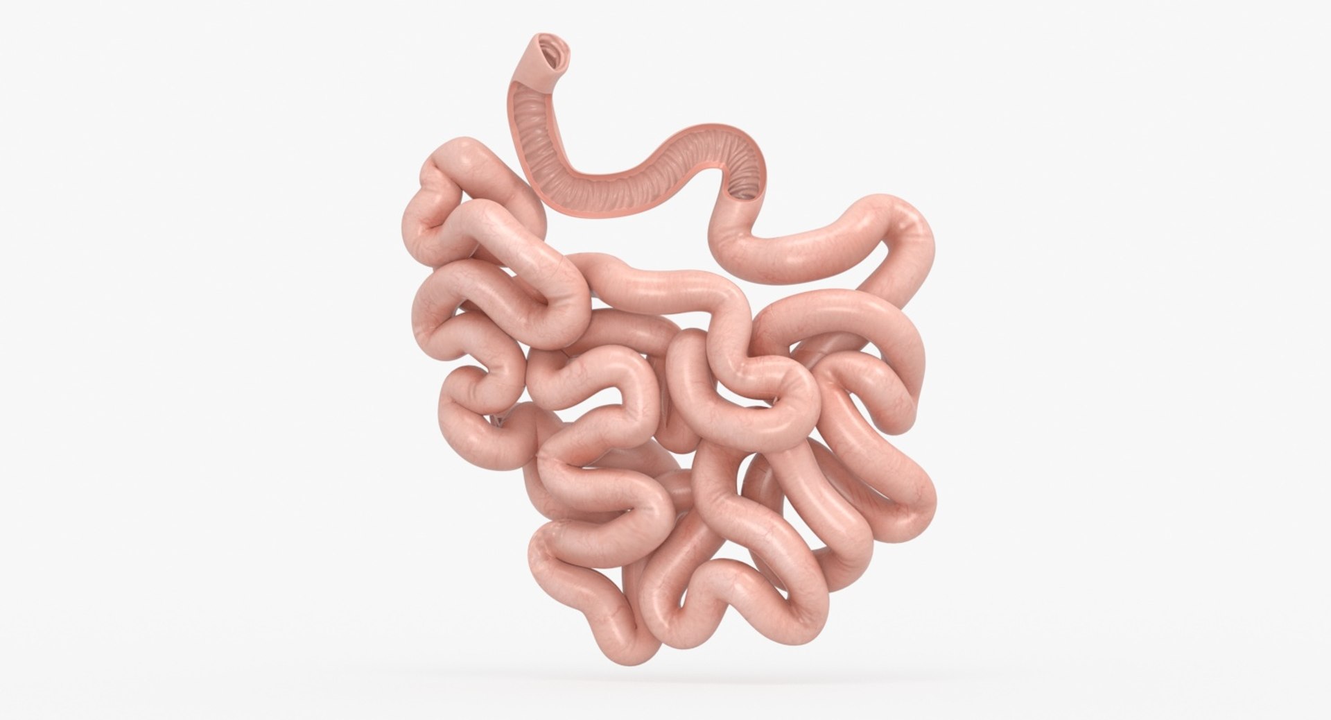 3D Model Small Intestine Anatomy - TurboSquid 1382154