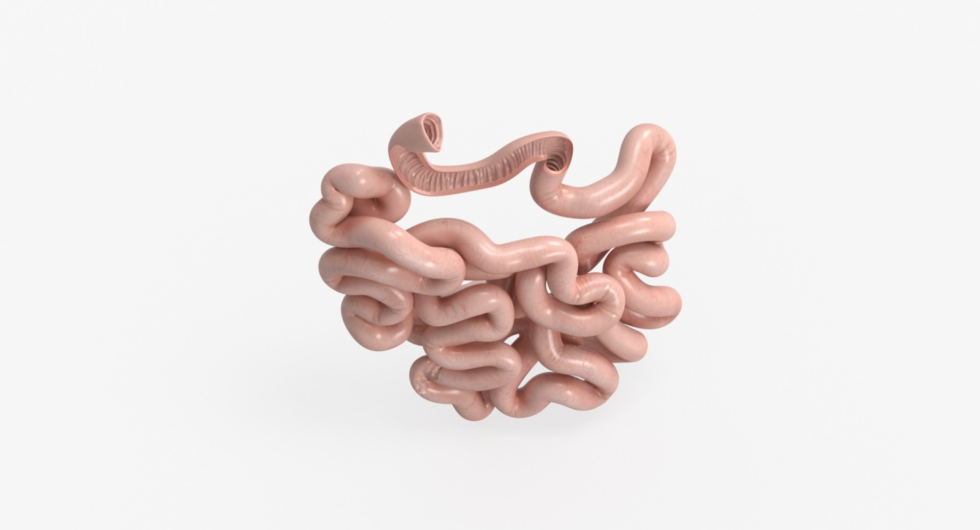 3D Model Small Intestine Anatomy - TurboSquid 1382154