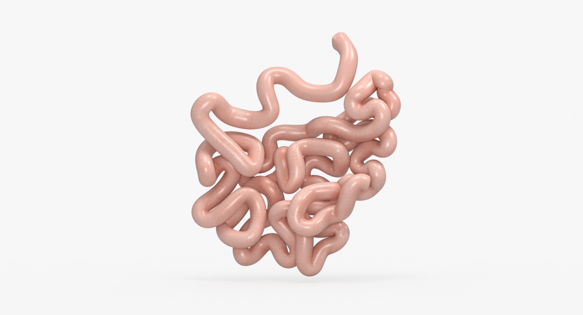 3D Model Small Intestine Anatomy - TurboSquid 1382154