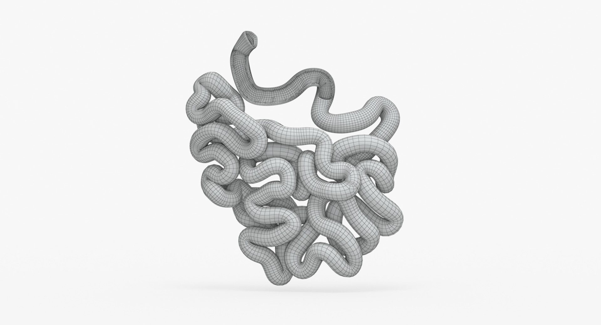 3D Model Small Intestine Anatomy - TurboSquid 1382154