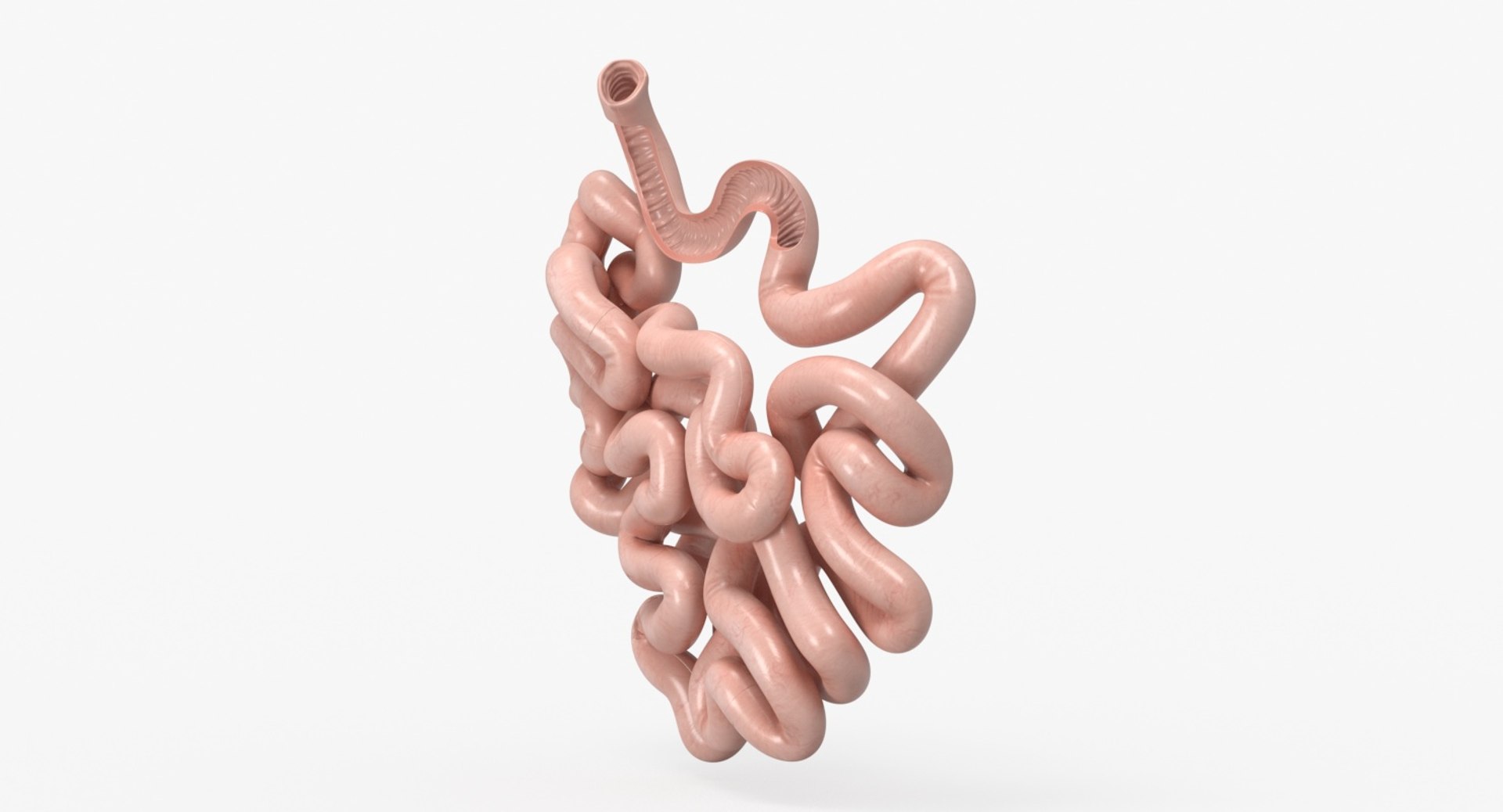 3D Model Small Intestine Anatomy - TurboSquid 1382154