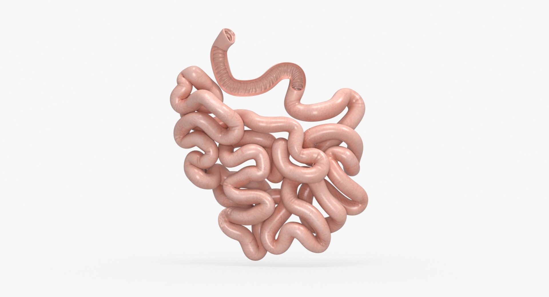 3D Model Small Intestine Anatomy - TurboSquid 1382154