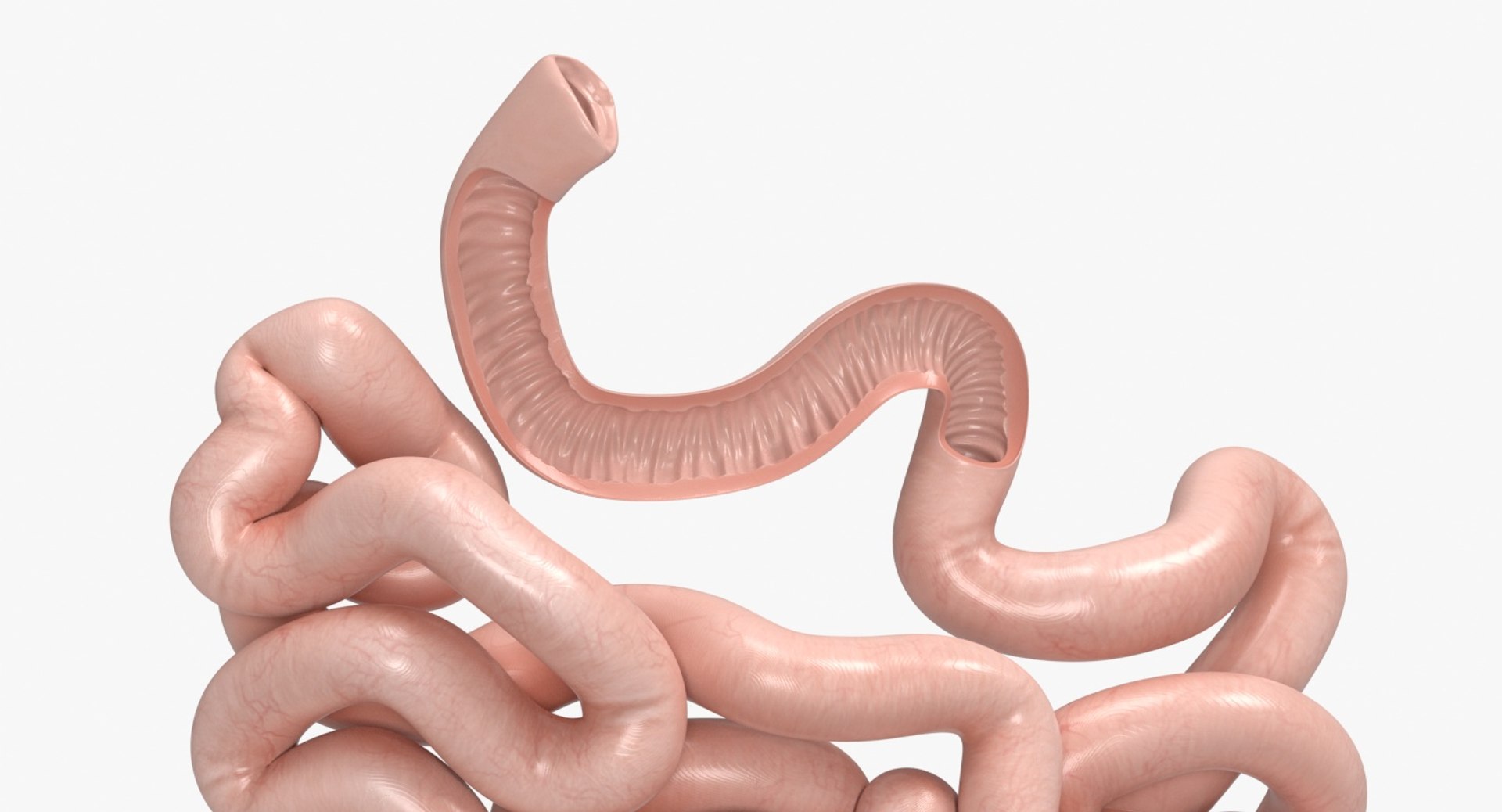 3D Model Small Intestine Anatomy - TurboSquid 1382154