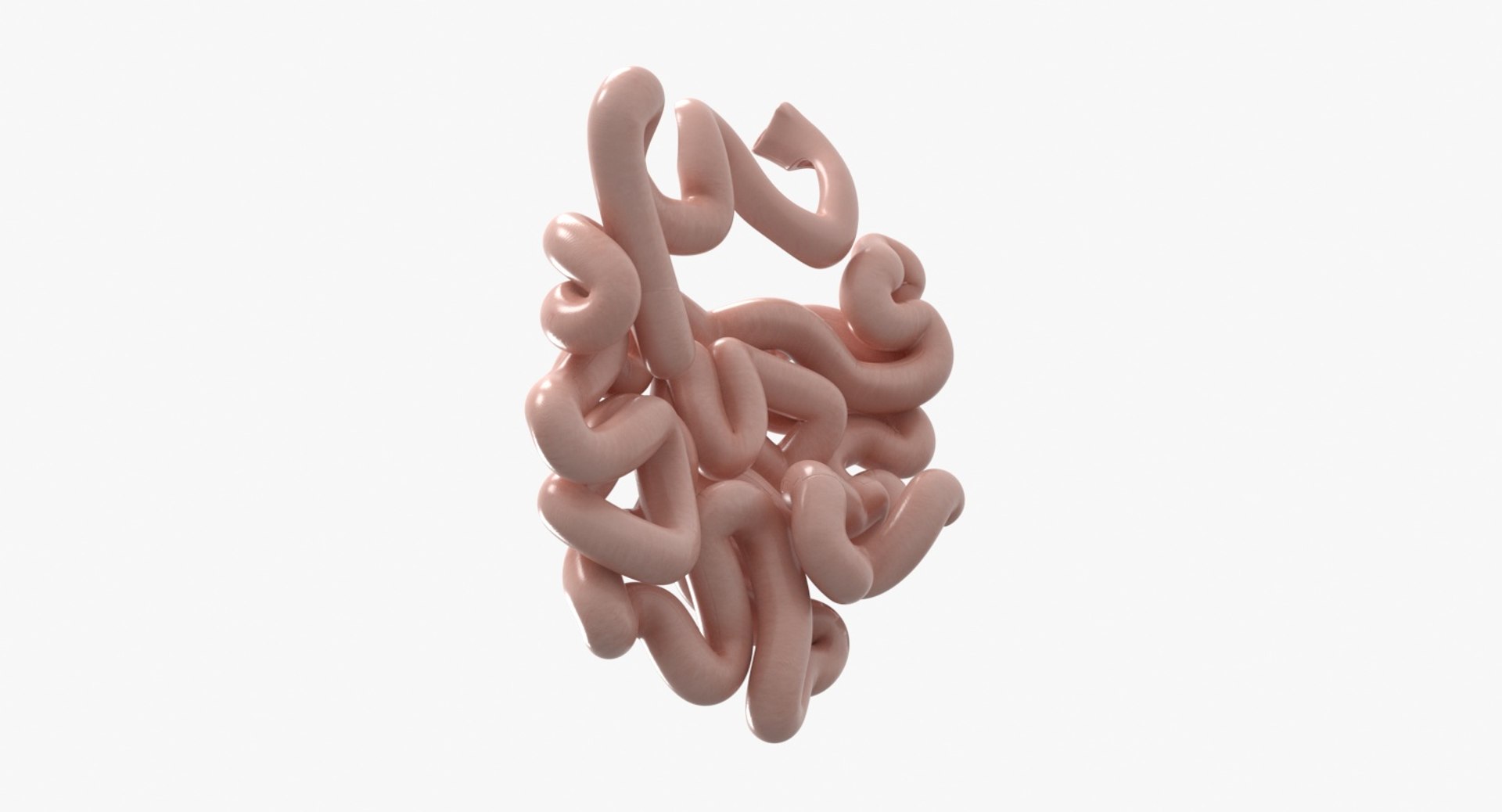 3D Model Small Intestine Anatomy - TurboSquid 1382154