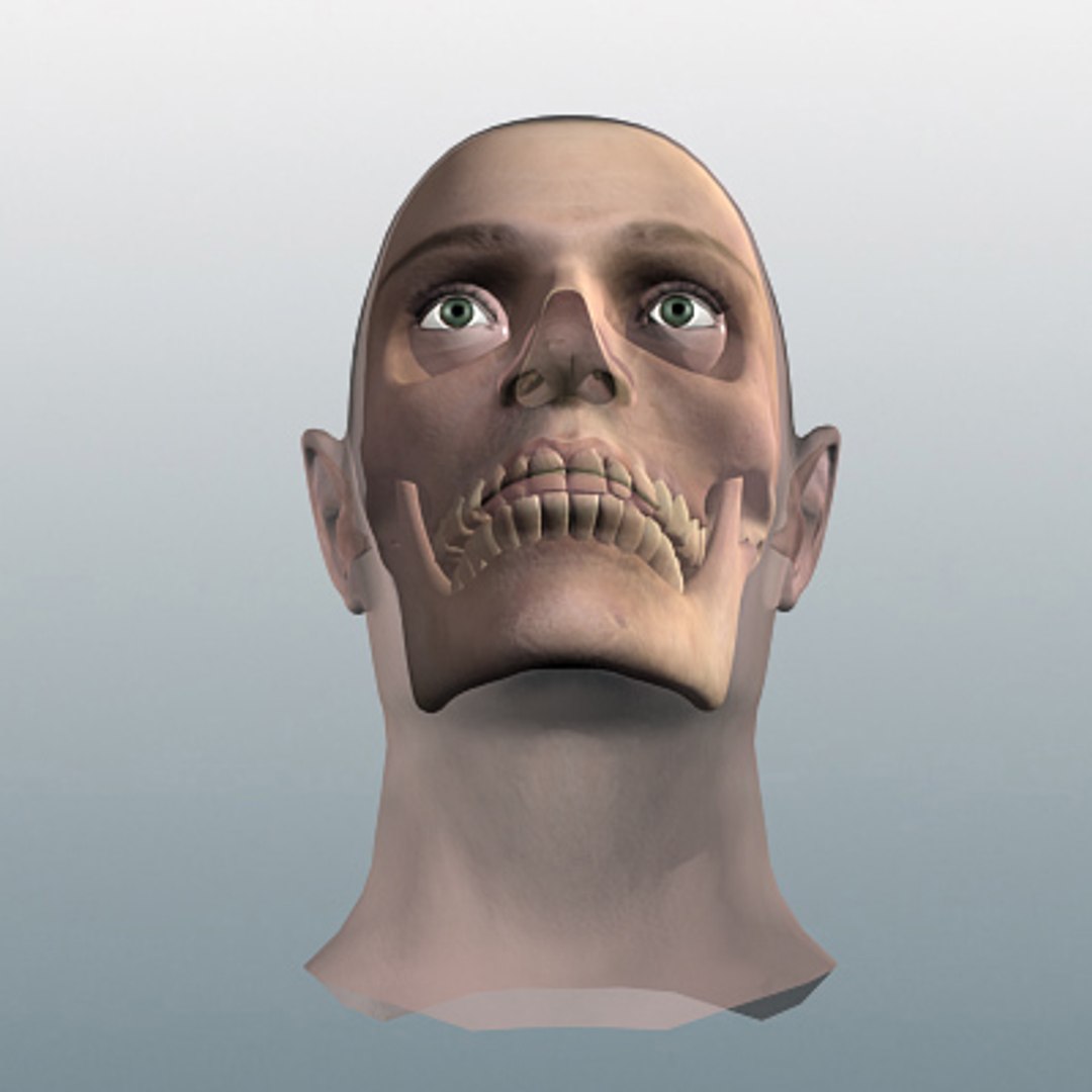 skull head 3d model