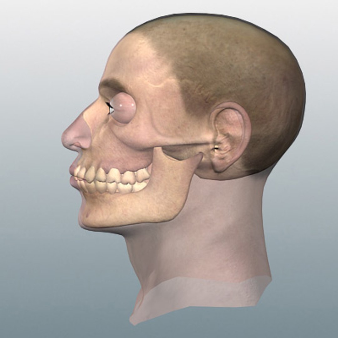 skull head 3d model