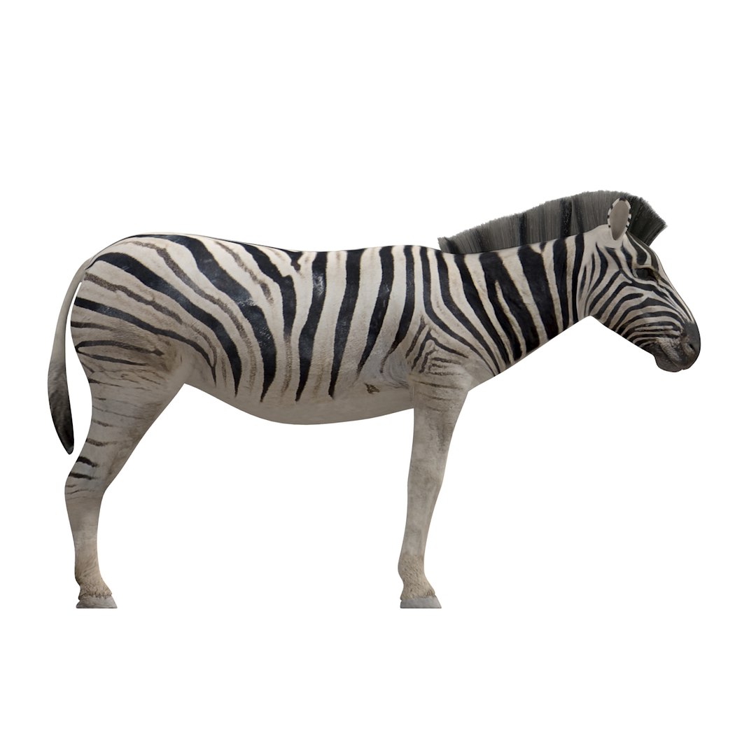 3d Zebra Rigged Model