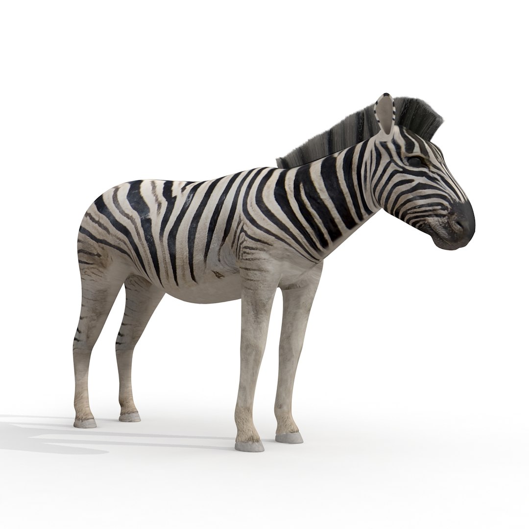 3d Zebra Rigged Model
