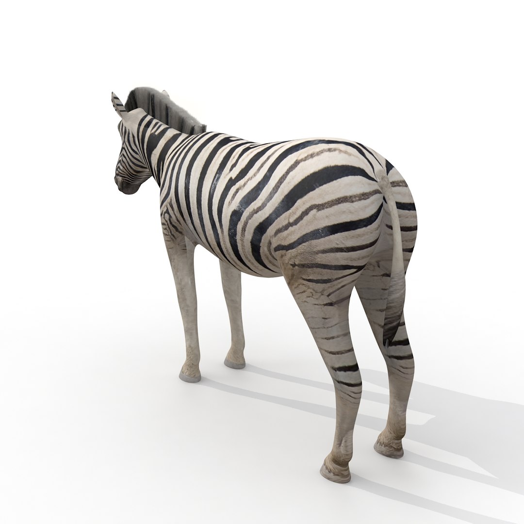 3d Zebra Rigged Model