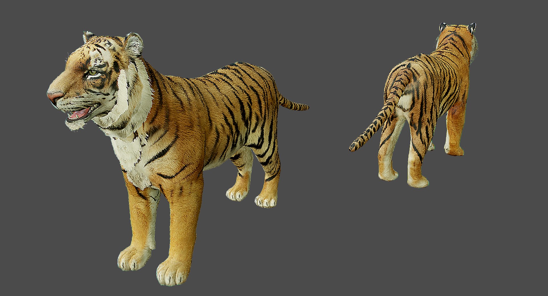 Realistic Tiger 3d Model
