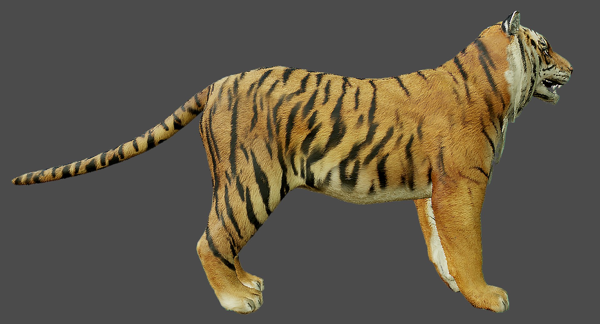 Realistic Tiger 3d Model