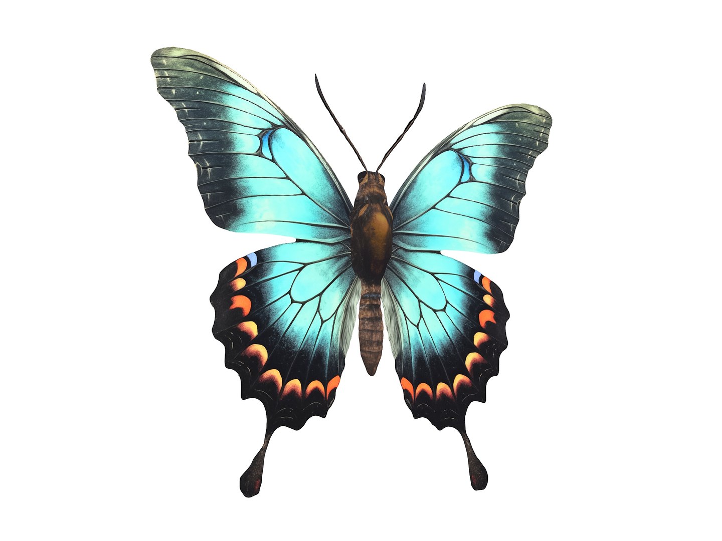 3D Butterflies Pack - TurboSquid 2151183