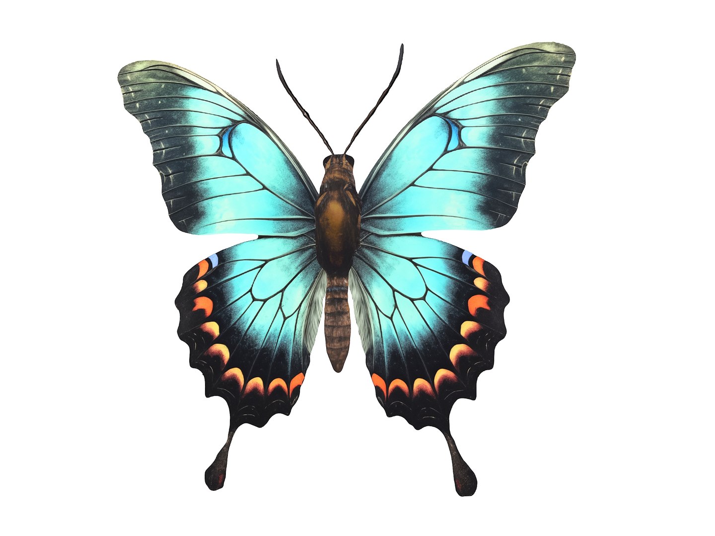 3D Butterflies Pack - TurboSquid 2151183