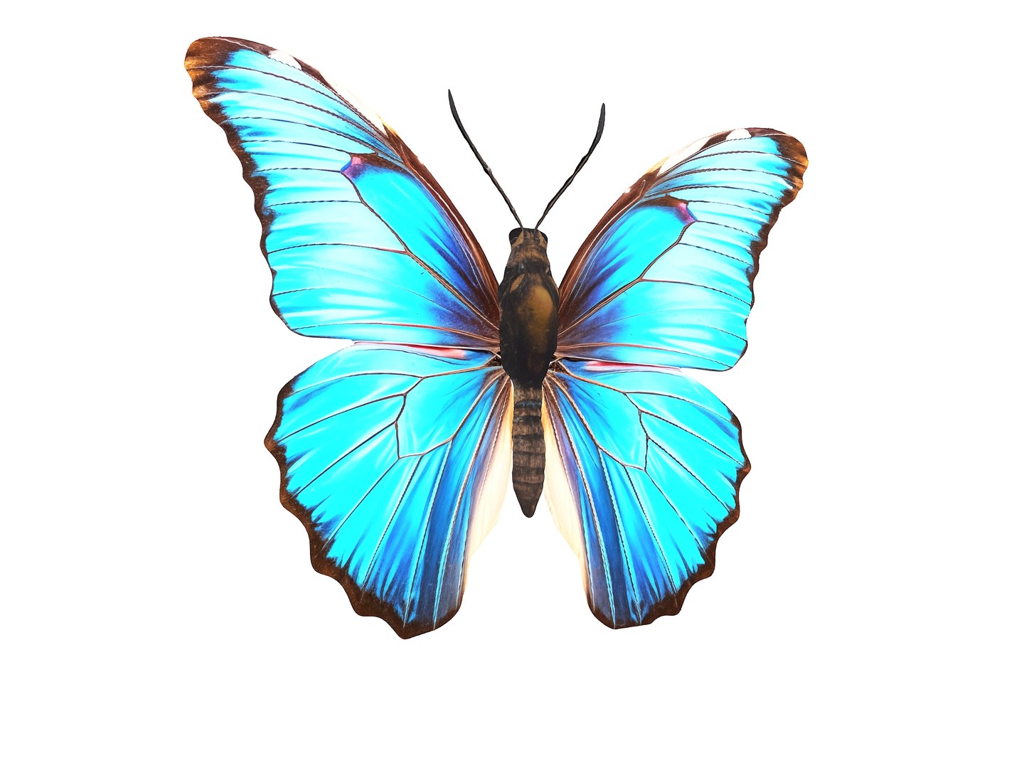 3D Butterflies Pack - TurboSquid 2151183