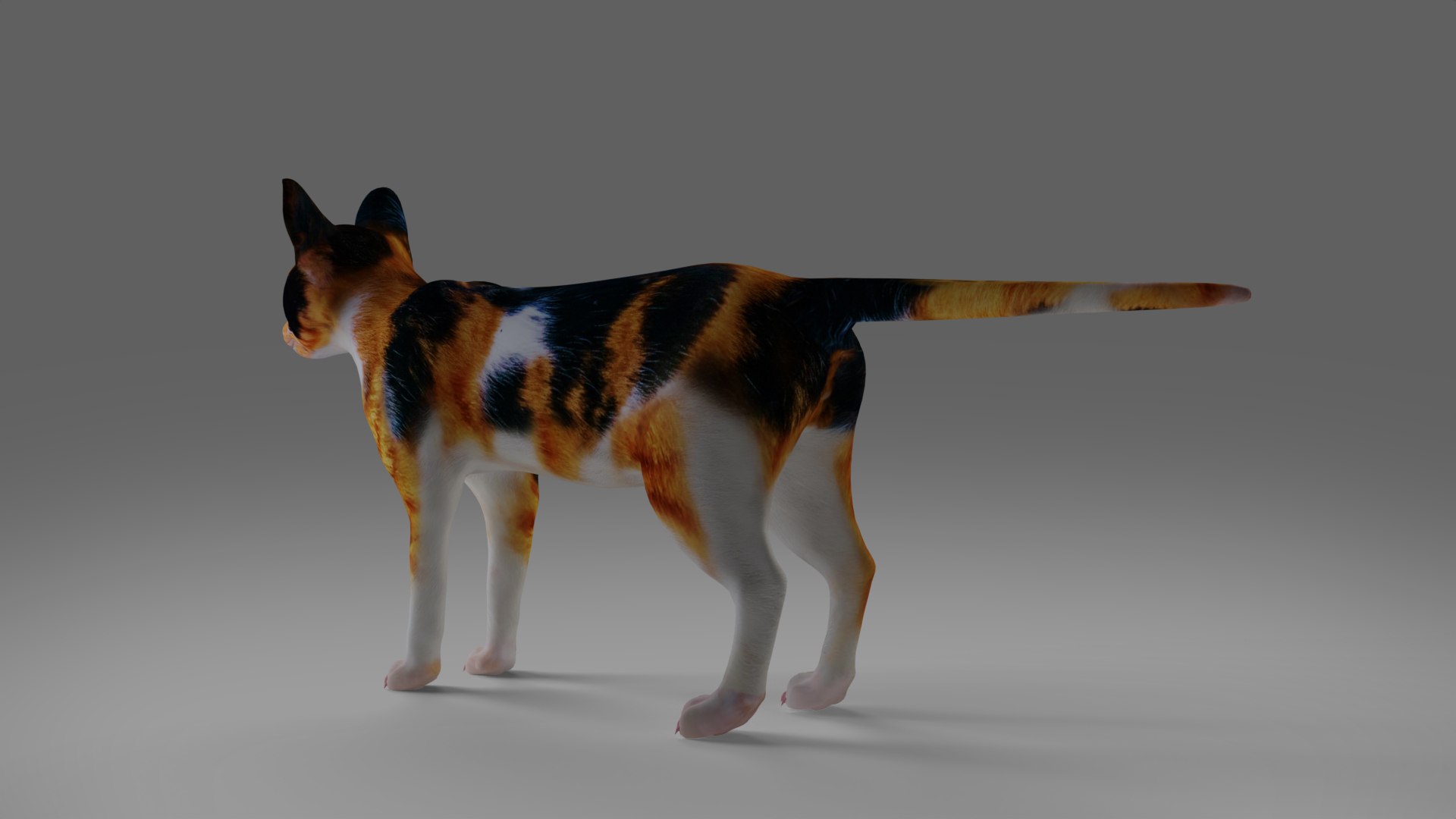 Calico Cat Rigged And Animated V4 In Blender 3D Model - TurboSquid 1985478