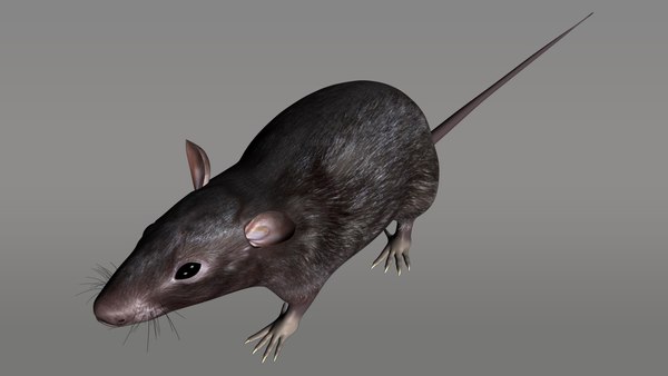 modelo 3d Rata - TurboSquid 797949