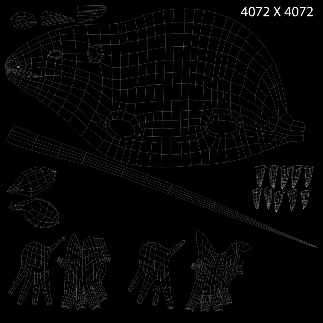 Maya Rat Rodents Black