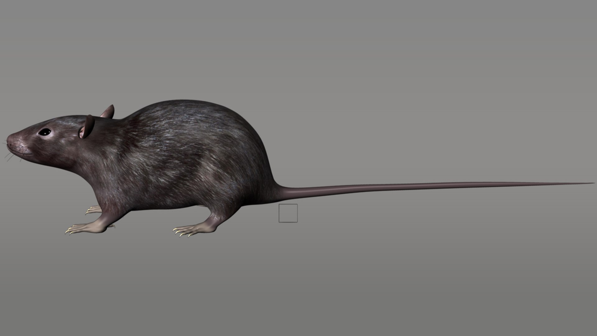 Maya Rat Rodents Black