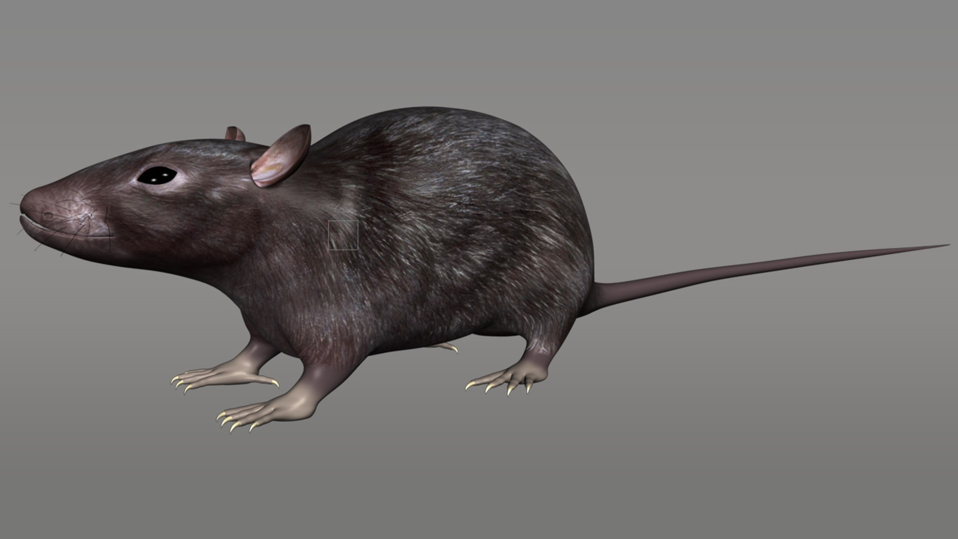 Maya Rat Rodents Black