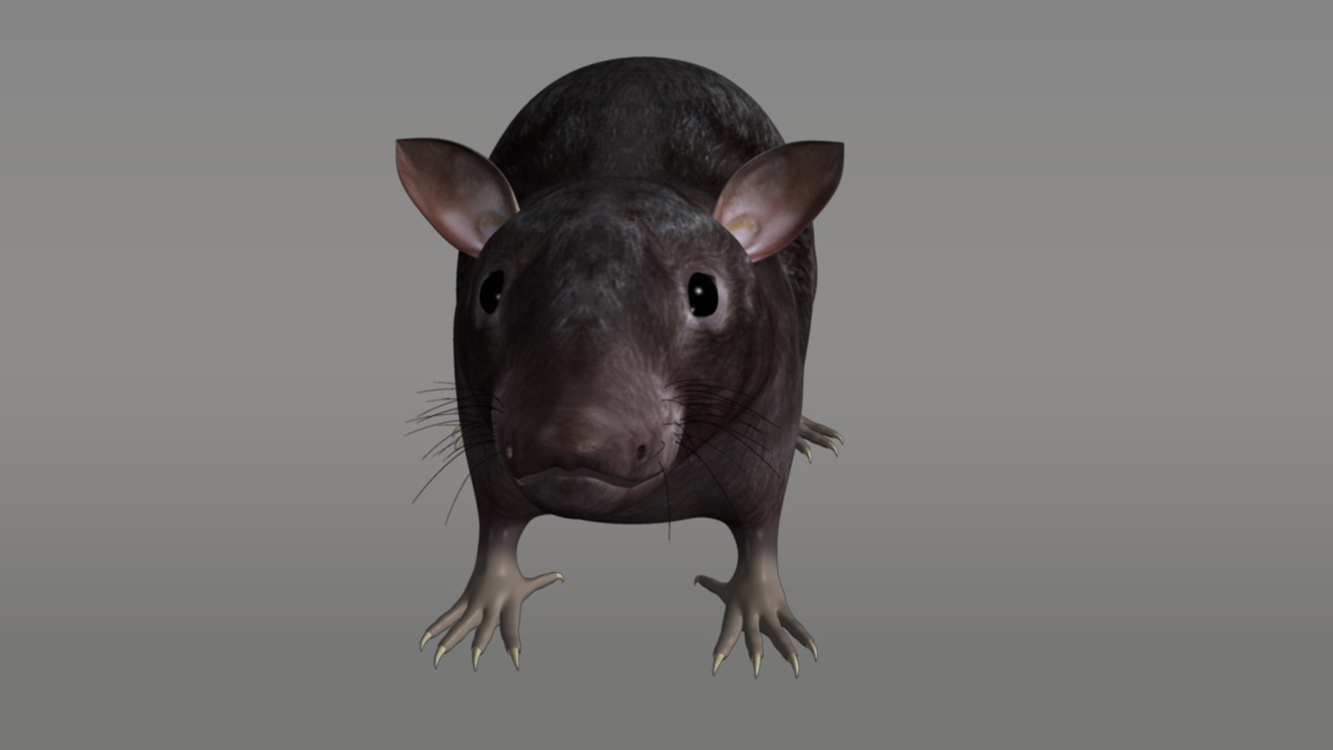 Maya Rat Rodents Black