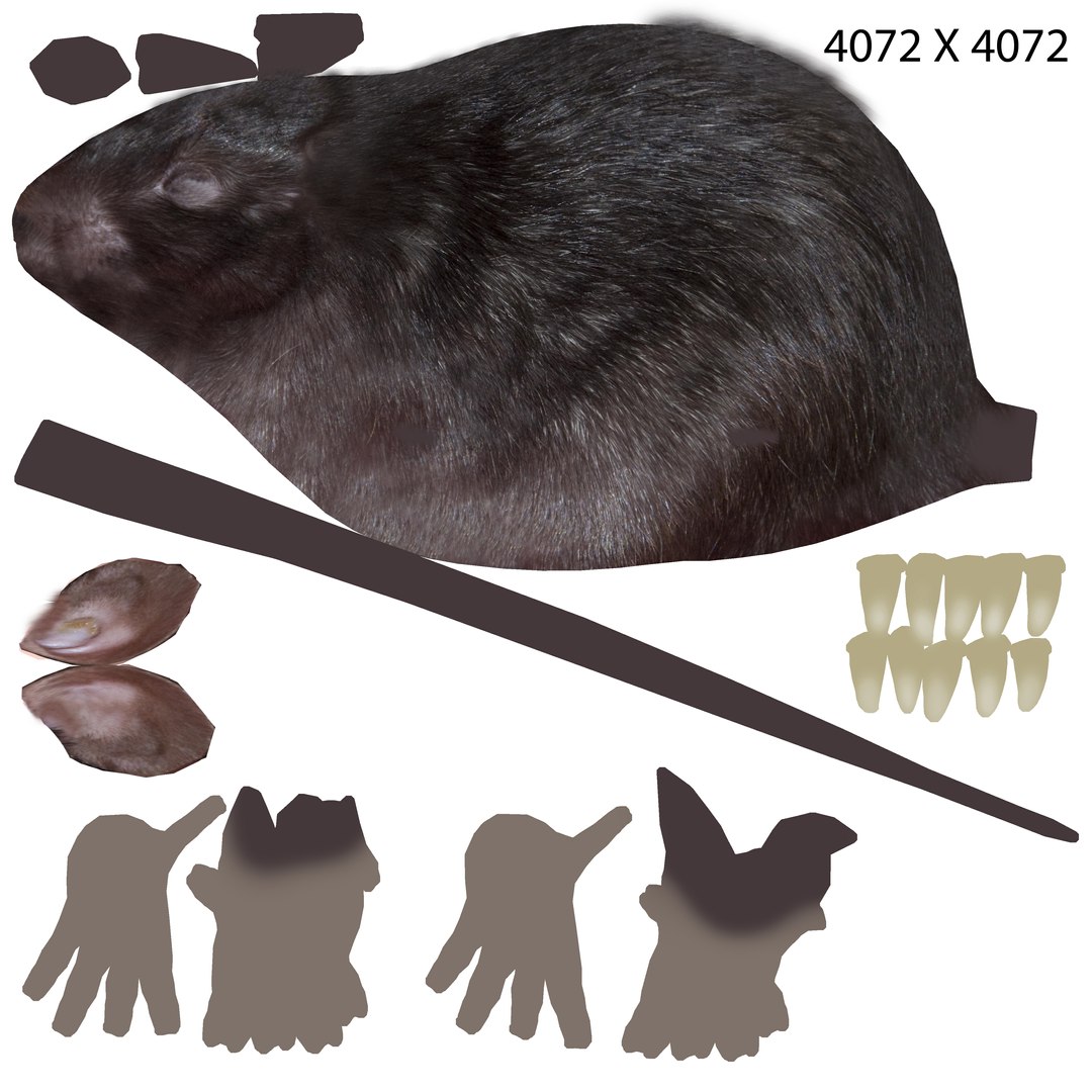 Maya Rat Rodents Black