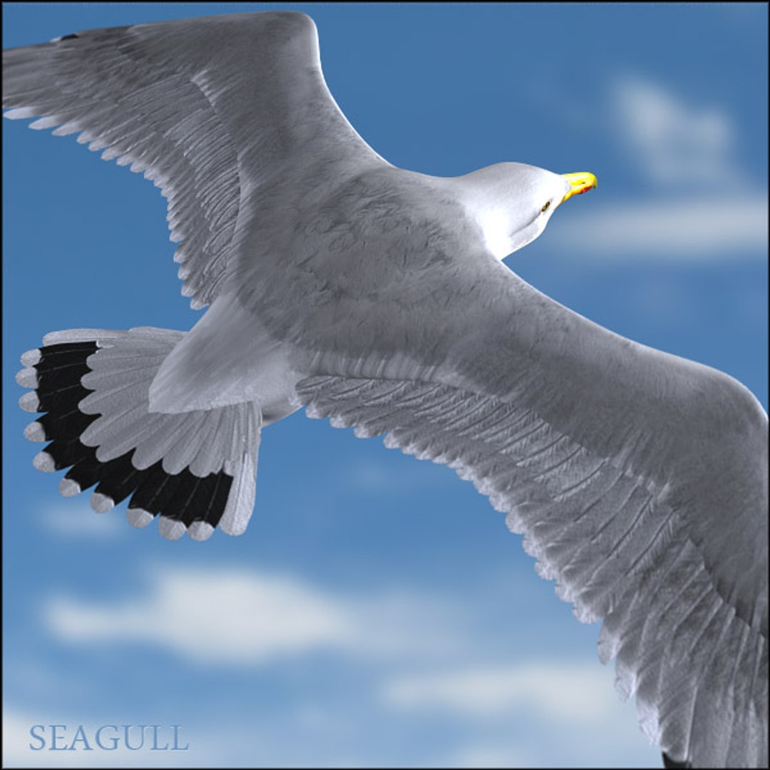 Seagull Feathers Modeled 3d Model