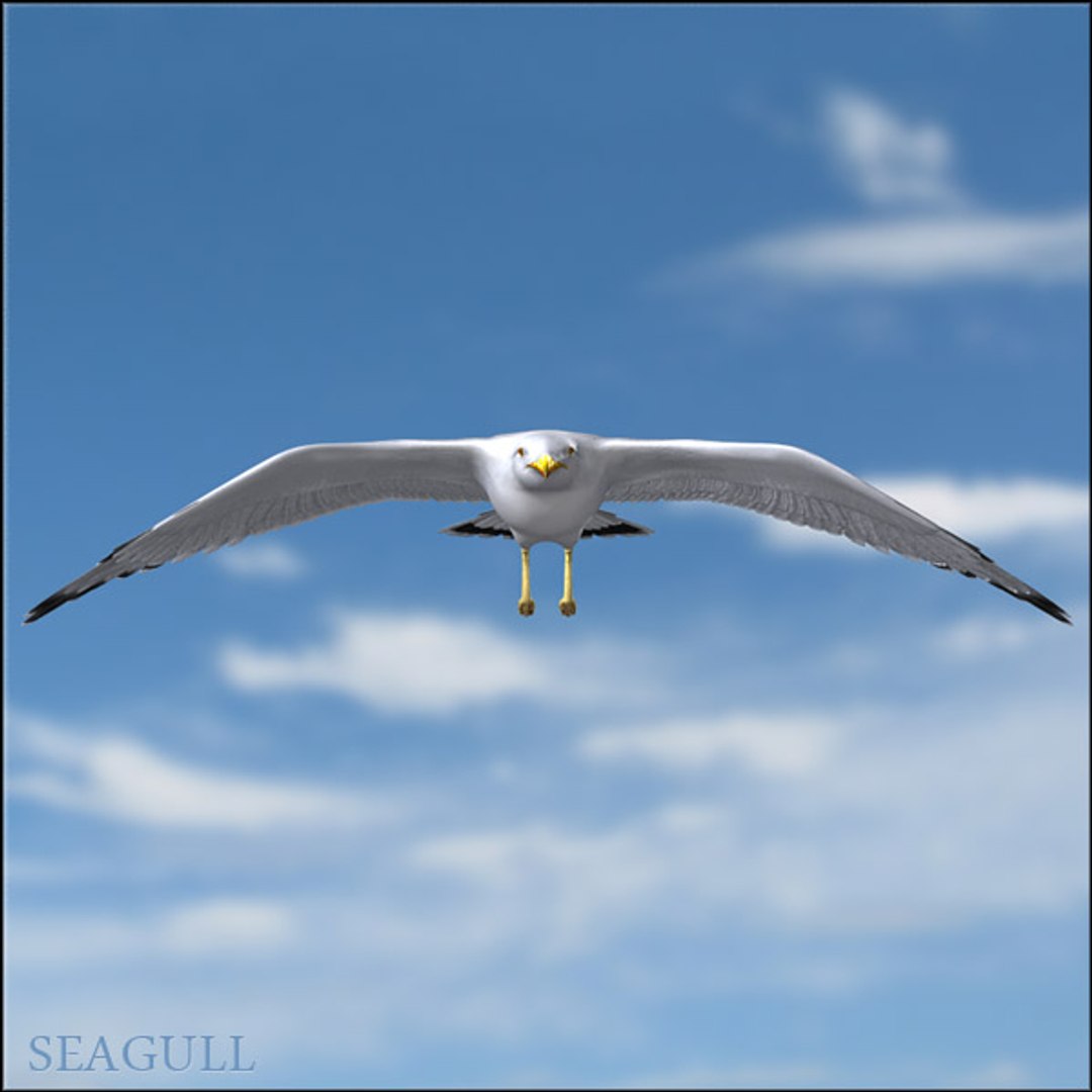 Seagull Feathers Modeled 3d Model