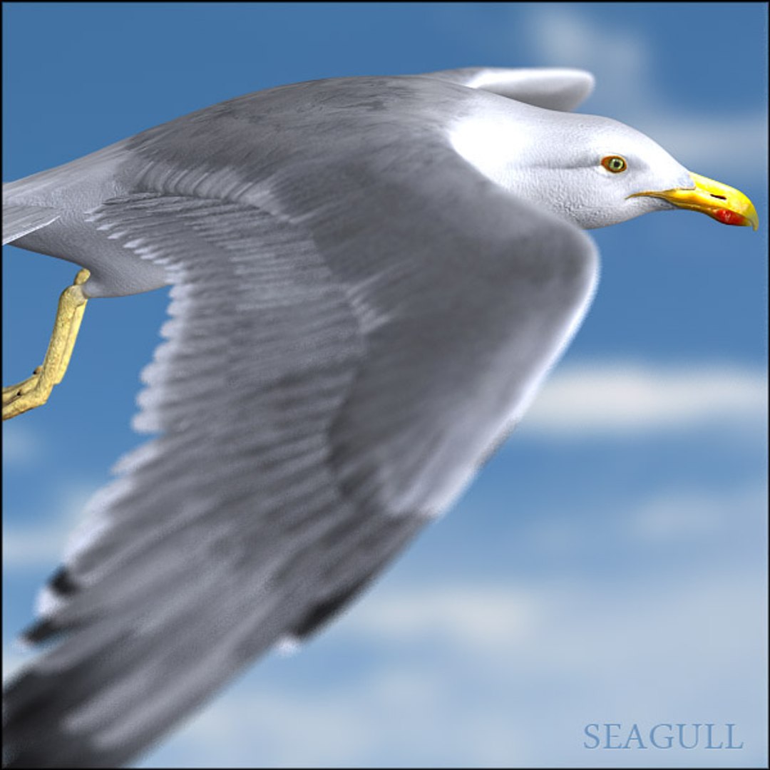 Seagull Feathers Modeled 3d Model
