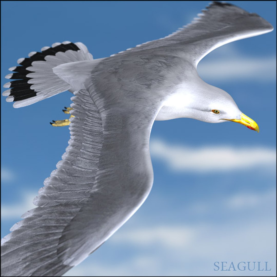 Seagull Feathers Modeled 3d Model
