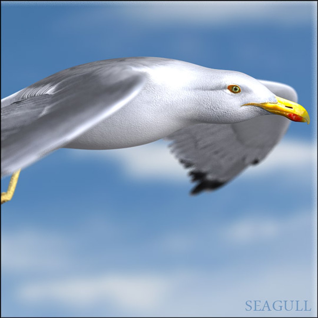 Seagull Feathers Modeled 3d Model