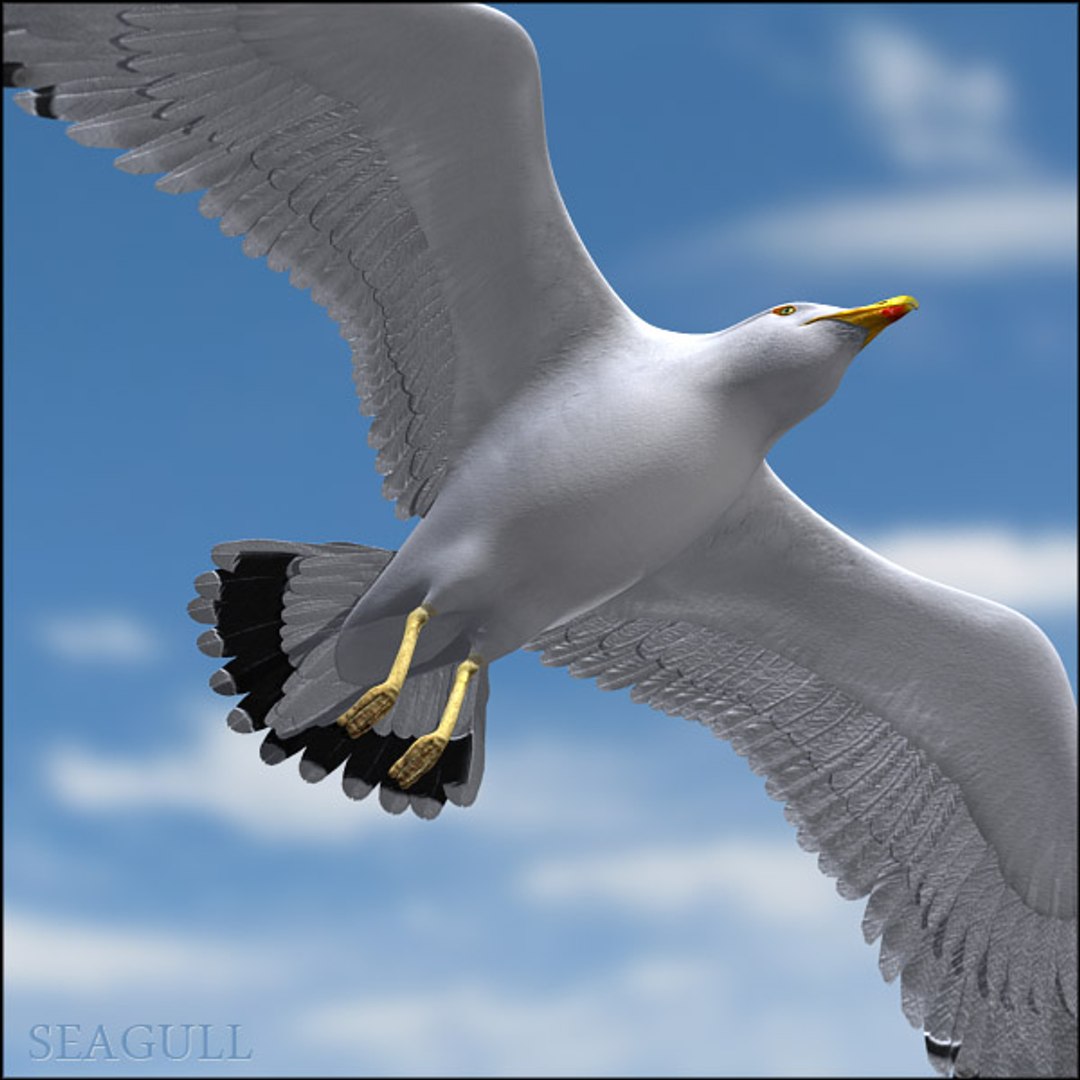 Seagull Feathers Modeled 3d Model