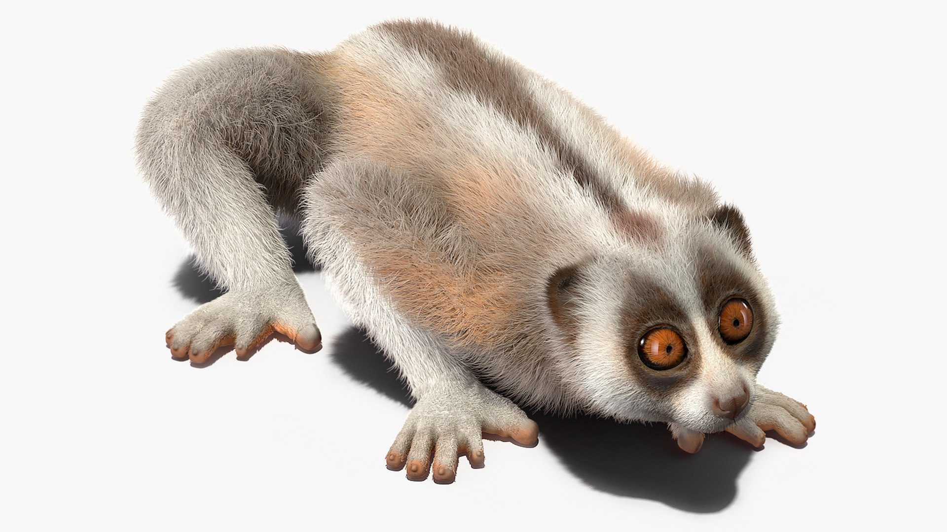 3D Bornean Slow Loris Fur Model - TurboSquid 2141015