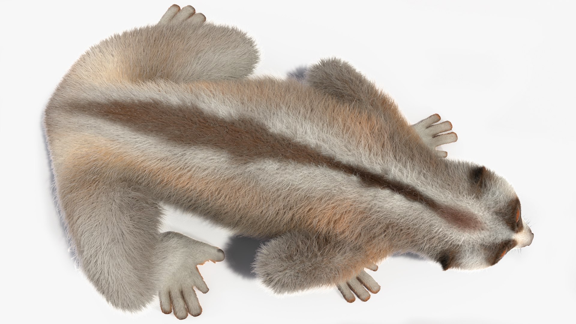 3D Bornean Slow Loris Fur Model - TurboSquid 2141015